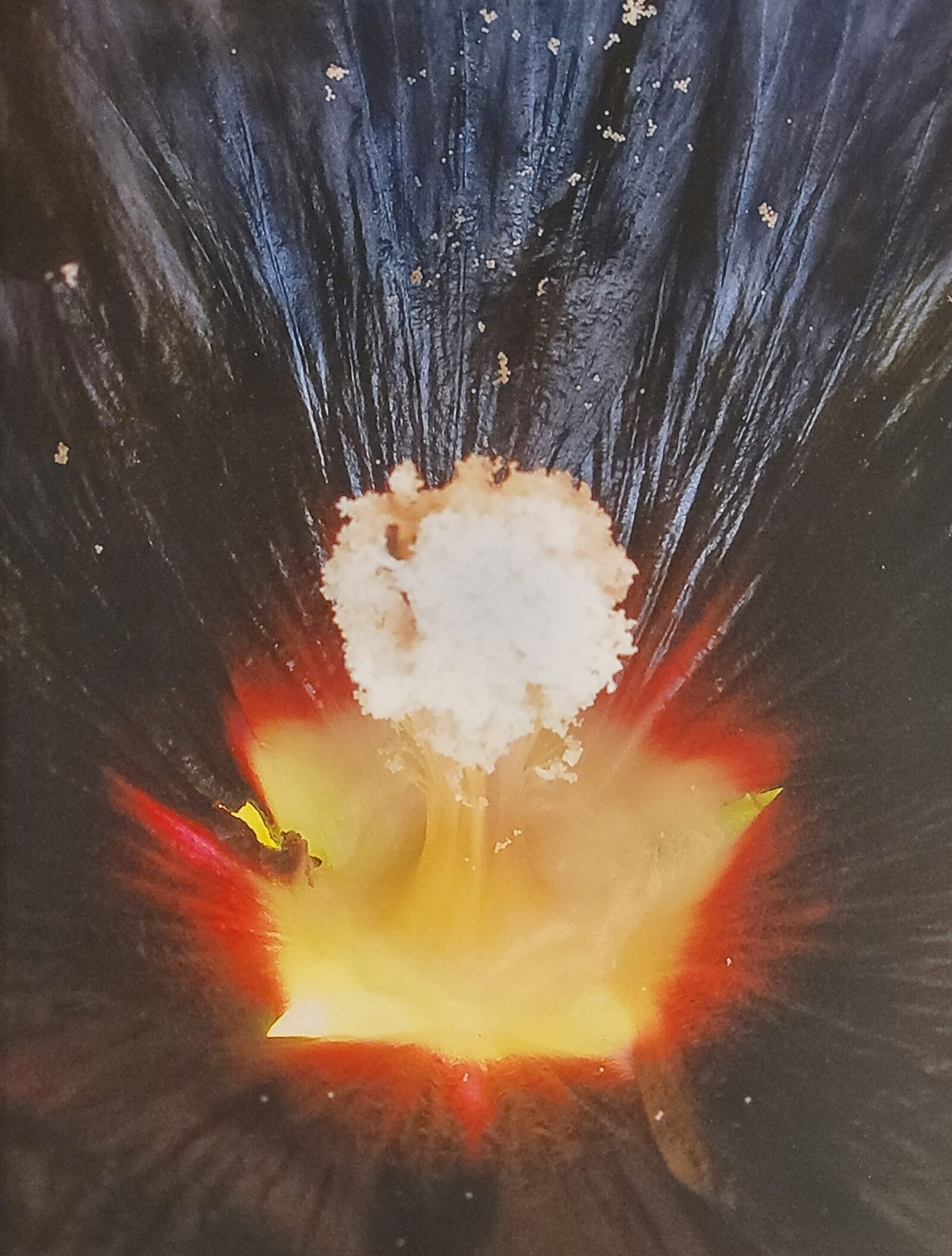 A Different View of Flowers at the Gifford Gallery