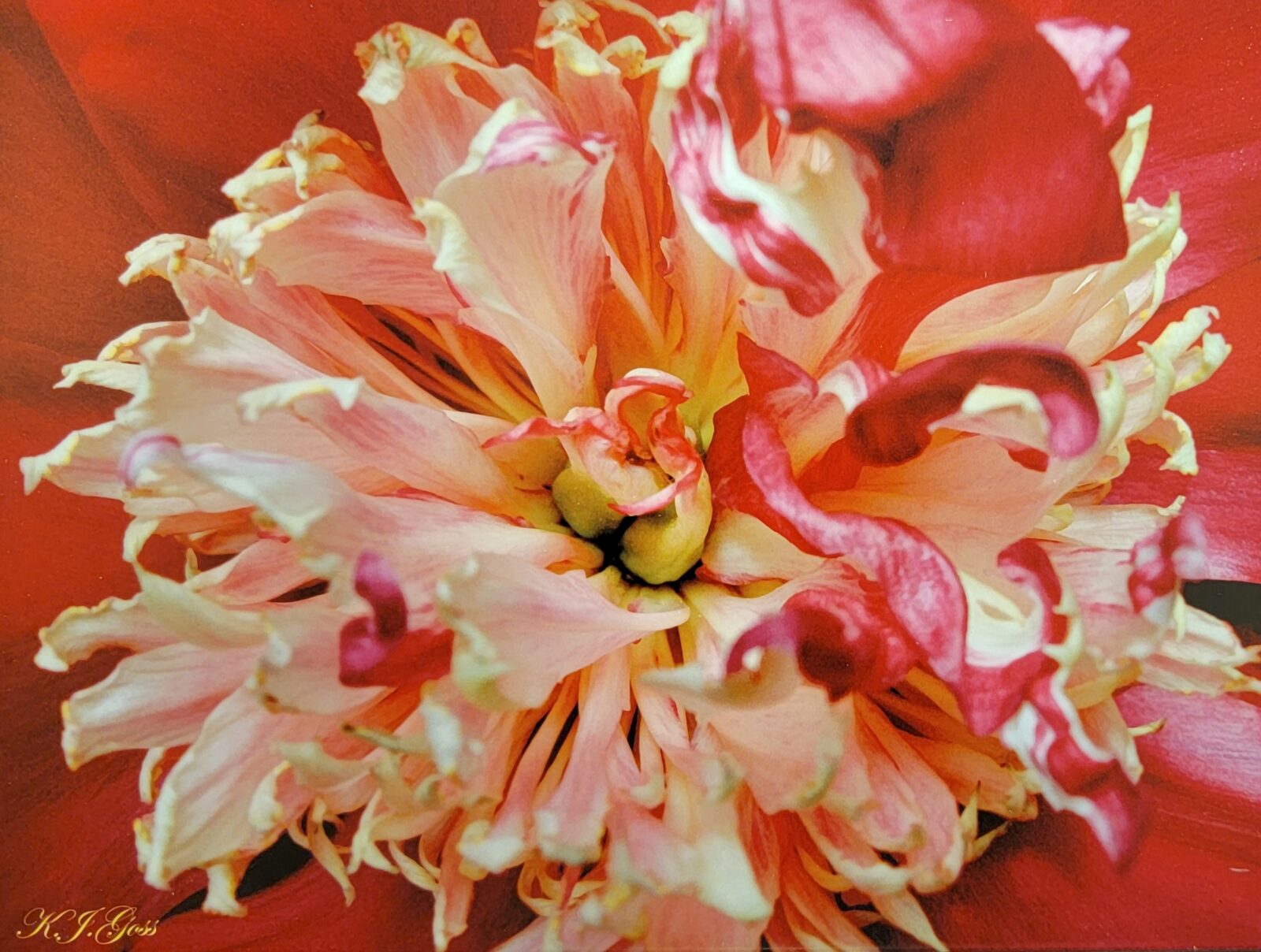 A Different View of Flowers at the Gifford Gallery