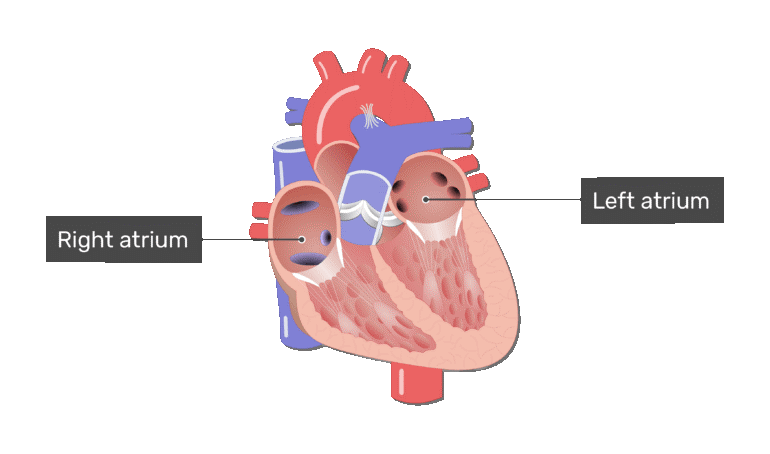 All about AFib and your Heart Health